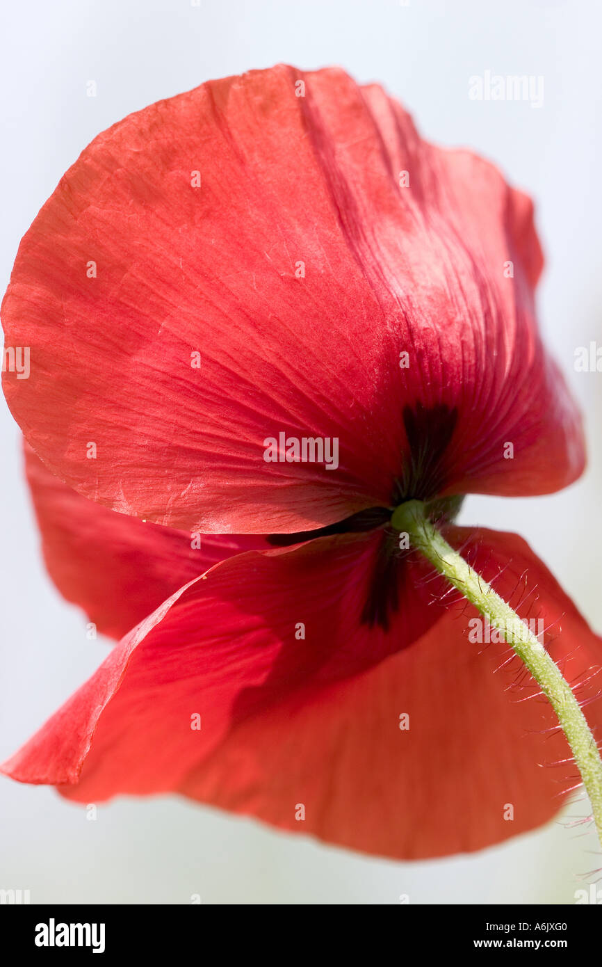 common poppy, corn poppy, red poppy (Papaver rhoeas), blossom, Germany ...