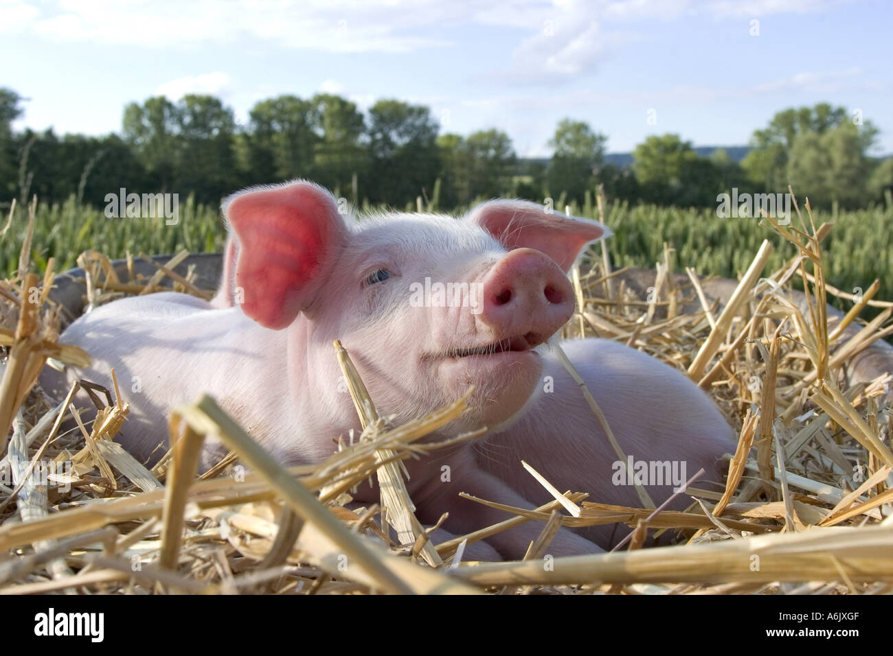 Pig lying on straw hi-res stock photography and images - Alamy
