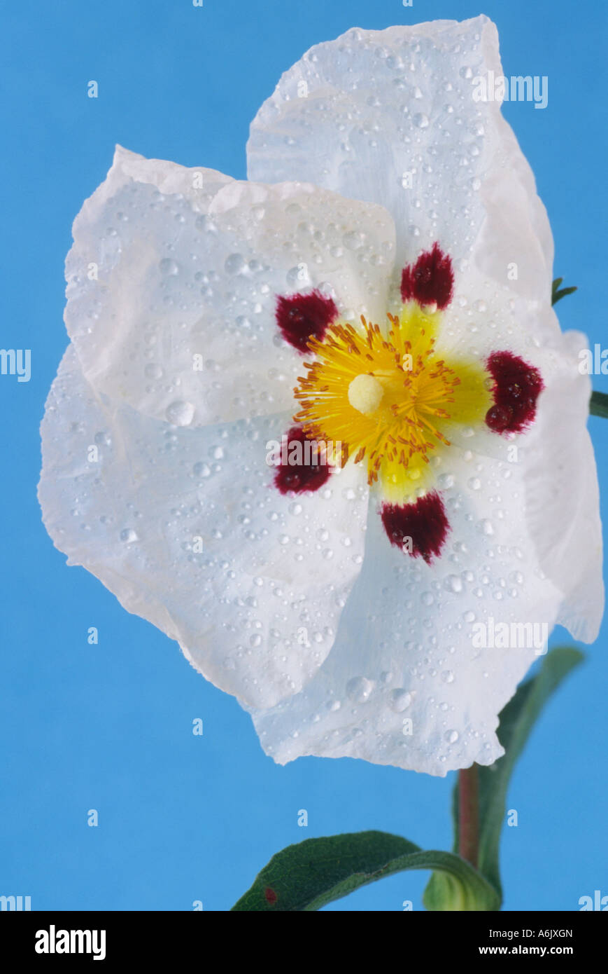 Cistus x purpureus 'Alan Fradd' (Rock rose, Sun rose) Close up of white ...