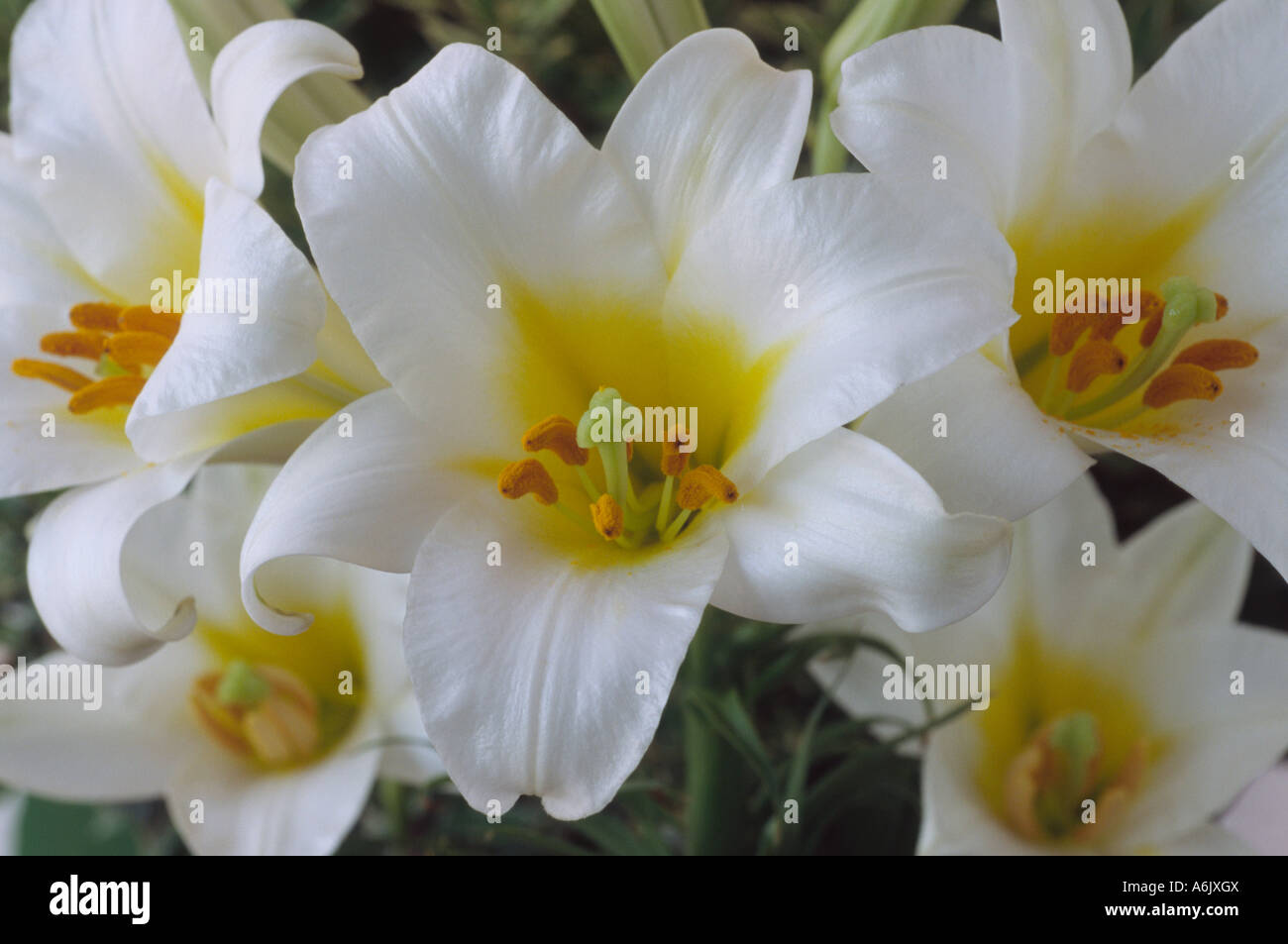 Lilium regale 'Album' (Regal lily) Close up of Division 9 trumpet ...