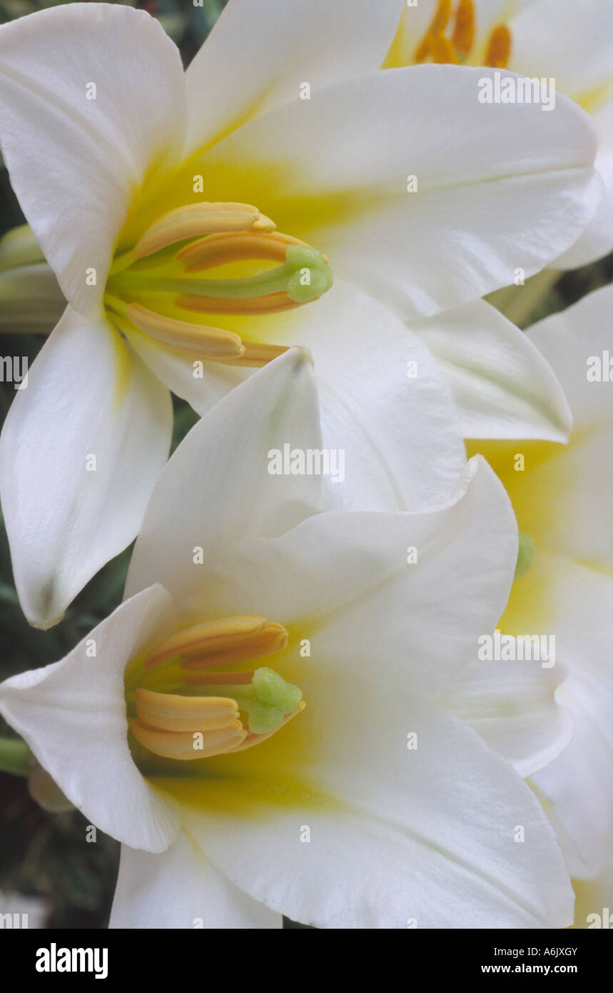 Lilium regale 'Album' (Regal lily) Close up of Division 9 trumpet ...