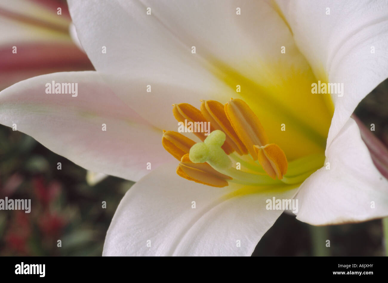 Lilium regale AGM (Regal lily) Close up of Division 9 trumpet shaped ...