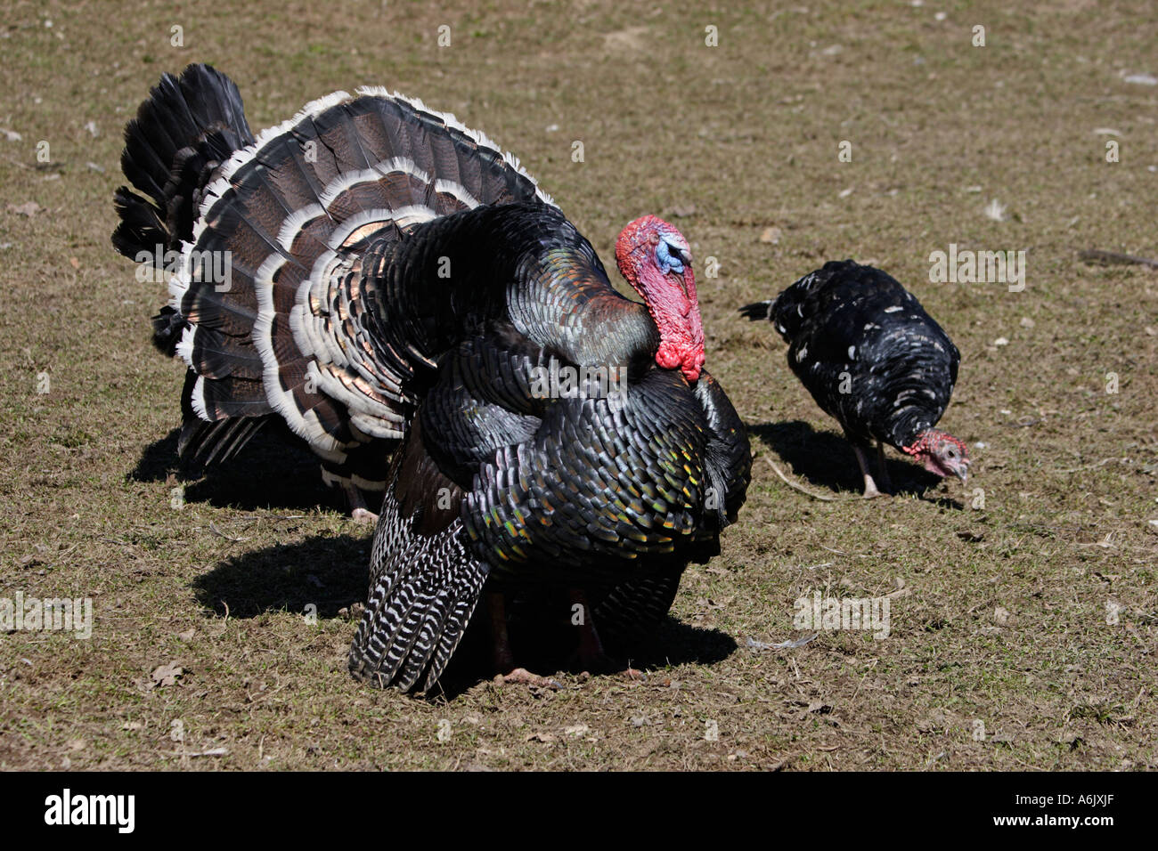 Turkey Meleagris gallopavo Stock Photo - Alamy