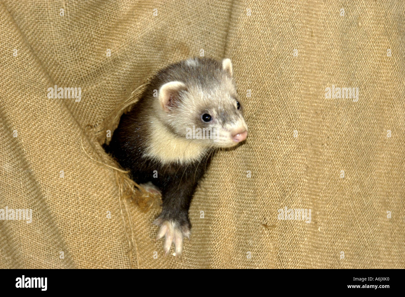 domestic polecat, domestic ferret (Mustela putorius f. furo), ferret ...