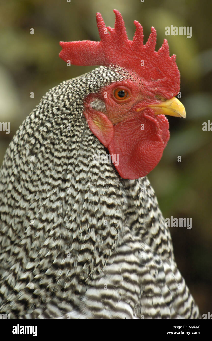 domestic fowl (Gallus gallus f. domestica), portrait of a male Stock ...