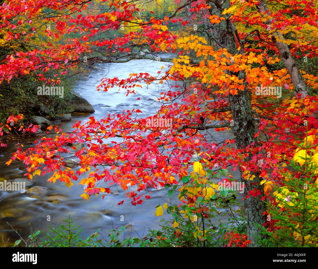 Baxter State Park ME Autumn colored maple tree on the edge of Roaring ...