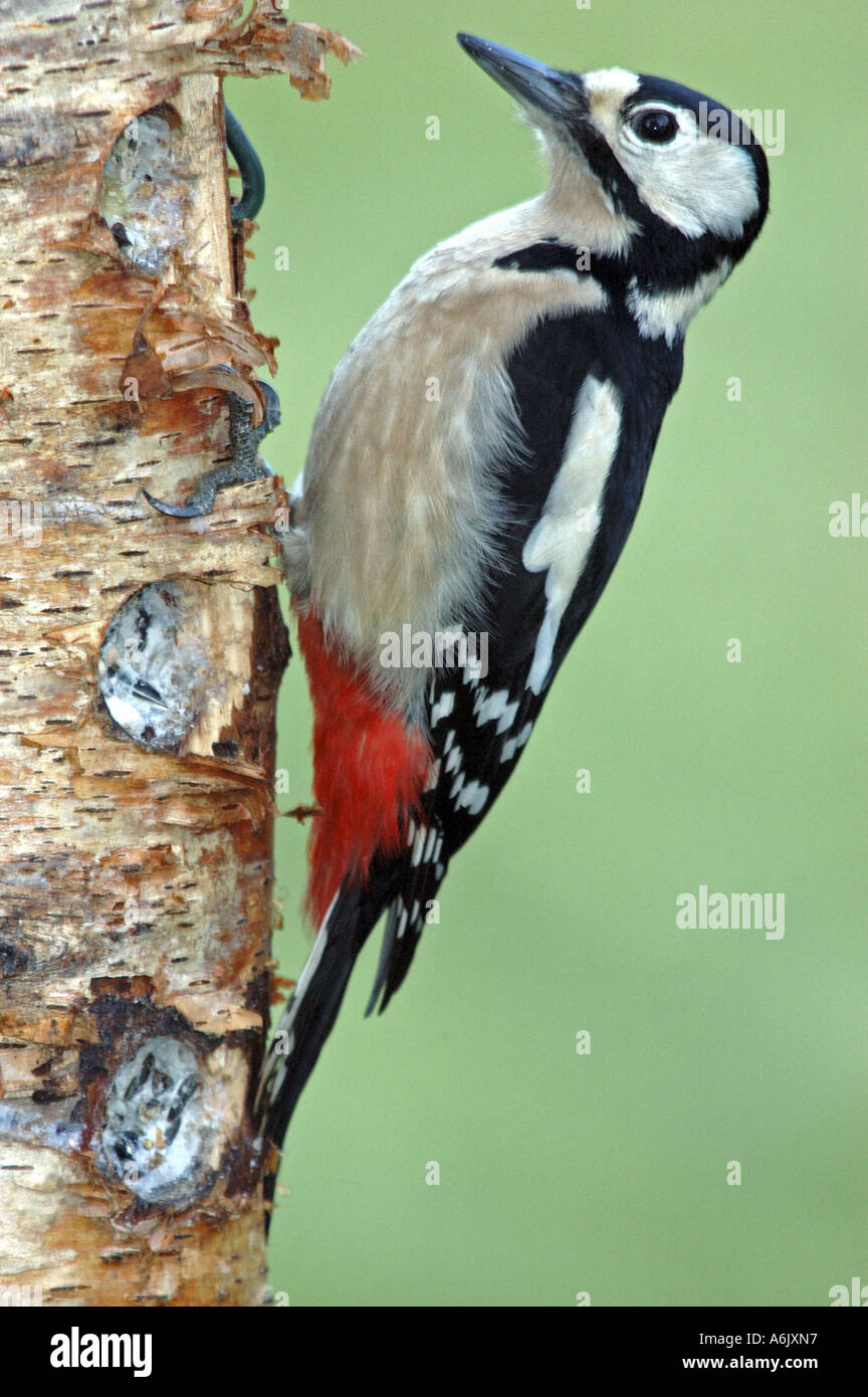 great spotted woodpecker (Picoides major, Dendrocopos major), great ...