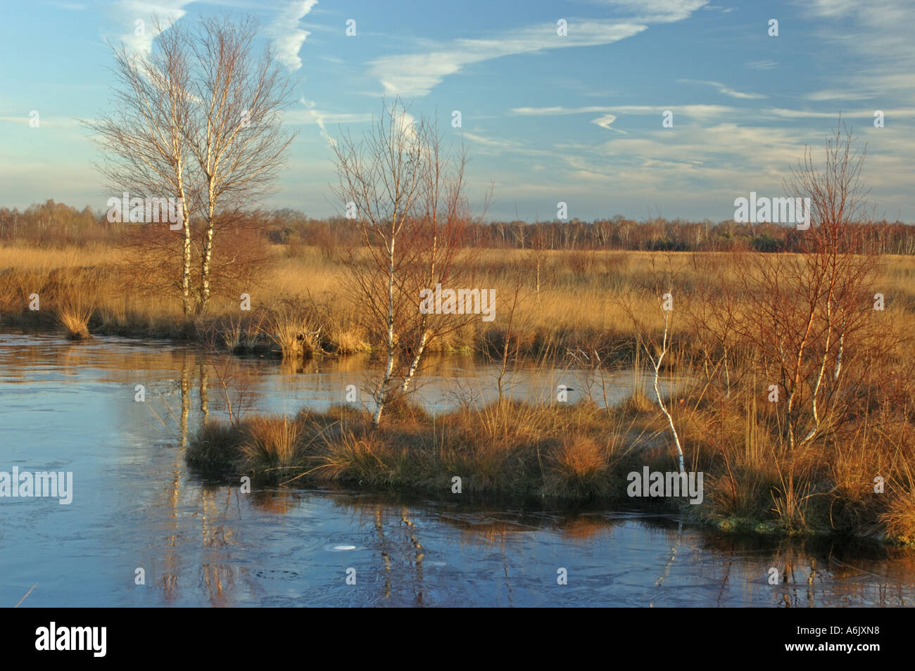 Moores birches hi-res stock photography and images - Alamy
