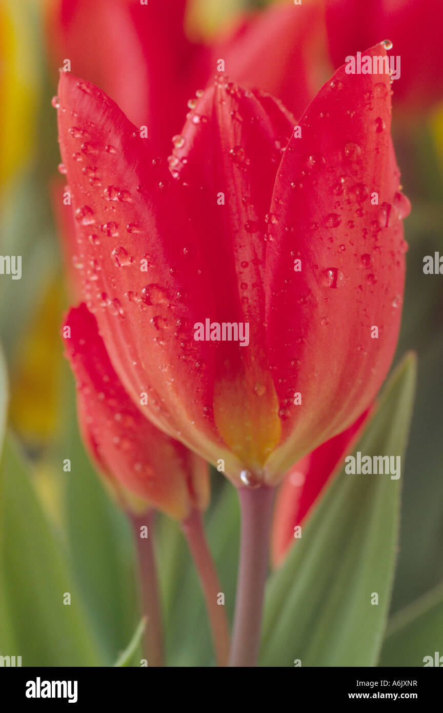 Tulipa praestans 'Fusilier' (Tulip) AGM Division 15 Fifteen ...