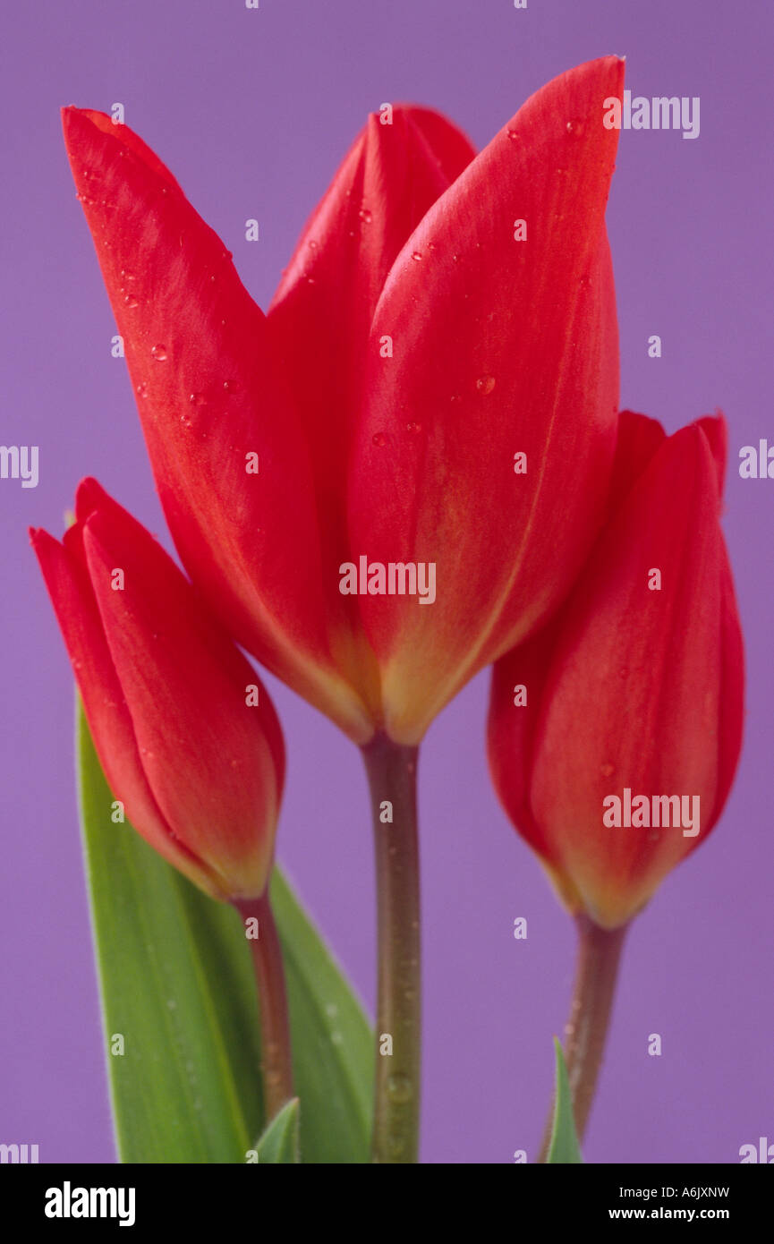 Tulipa praestans 'Fusilier' (Tulip) AGM Division 15 Fifteen ...