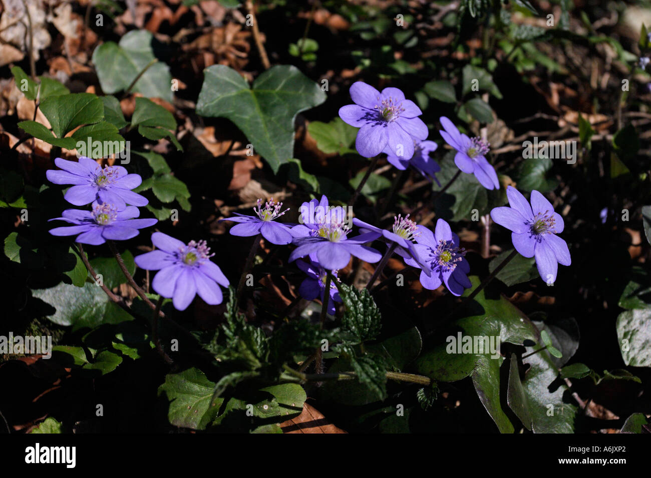 liverwort Hepatica nobilis Stock Photo - Alamy
