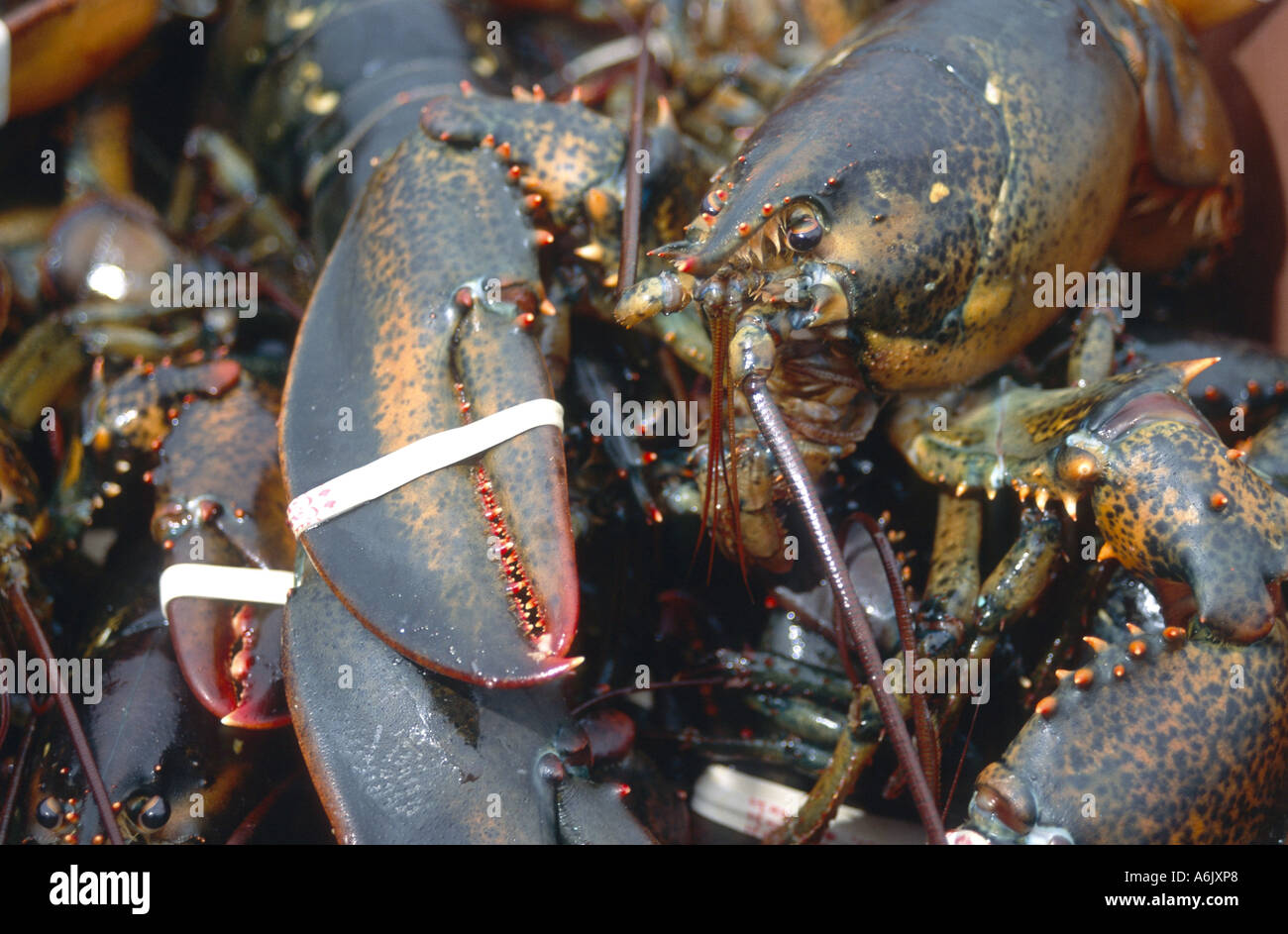 Nephropidae hi-res stock photography and images - Alamy