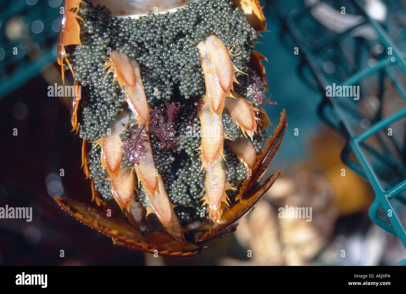 Nephropidae hi-res stock photography and images - Alamy