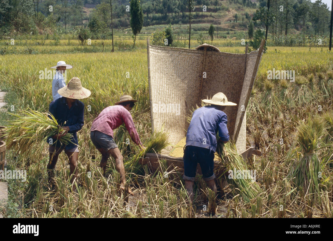 Rice fields china workers hi-res stock photography and images - Alamy