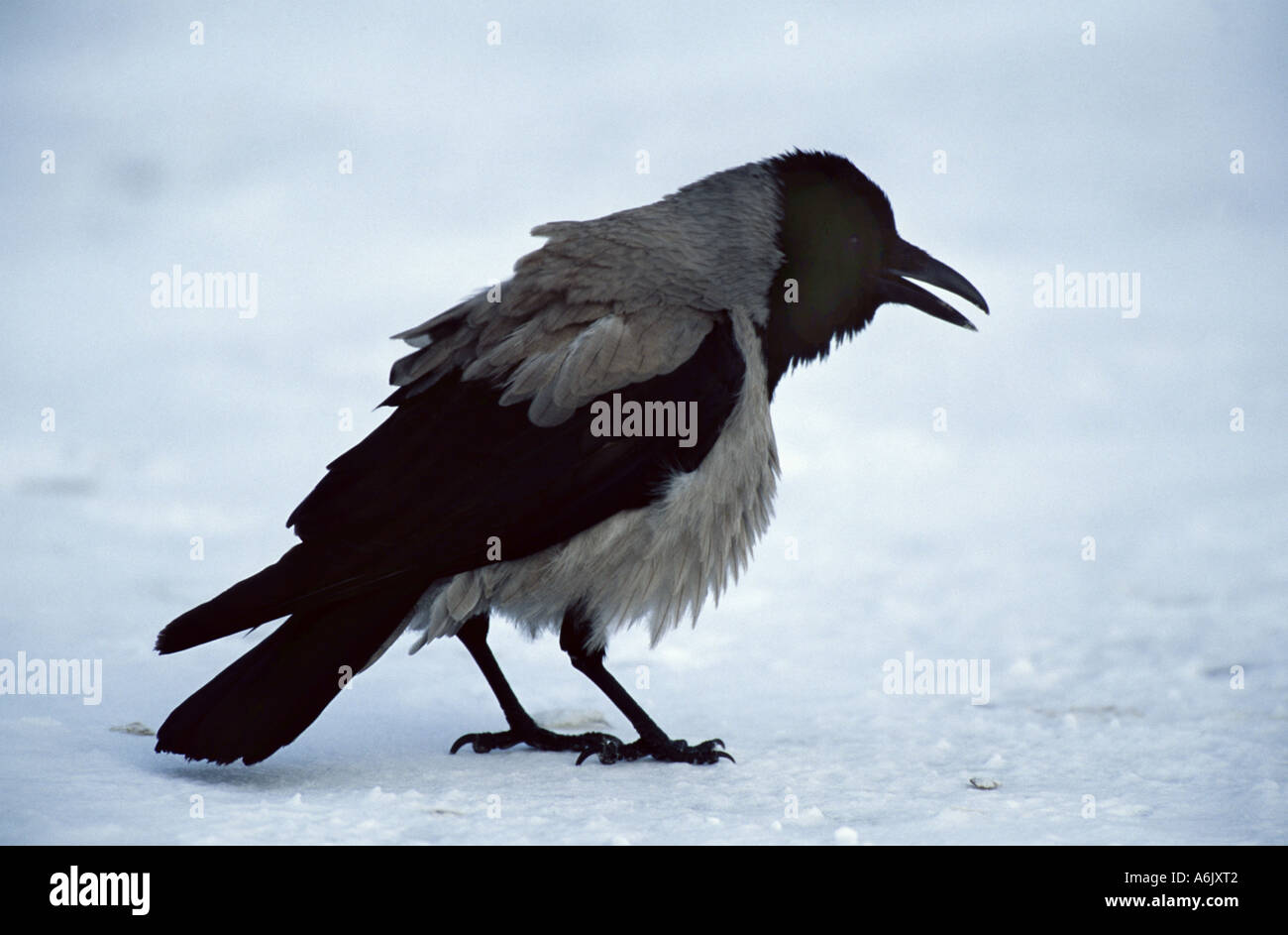 hooded crow (Corvus corone cornix), hooded crow on frozen lake, Germany ...
