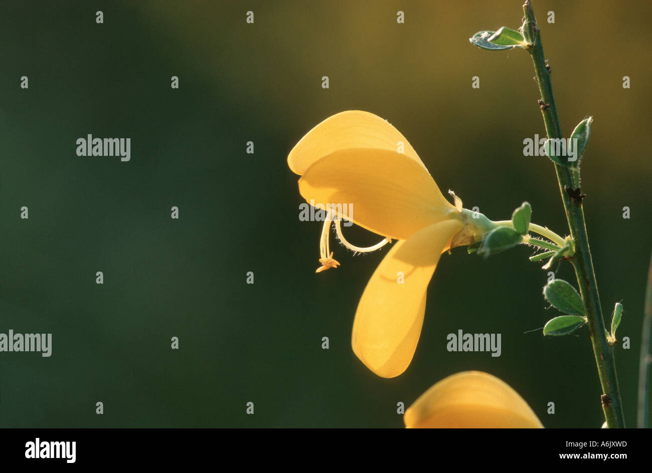Scotch broom (Cytisus scoparius, Sarothamnus scoparius), close-up of ...