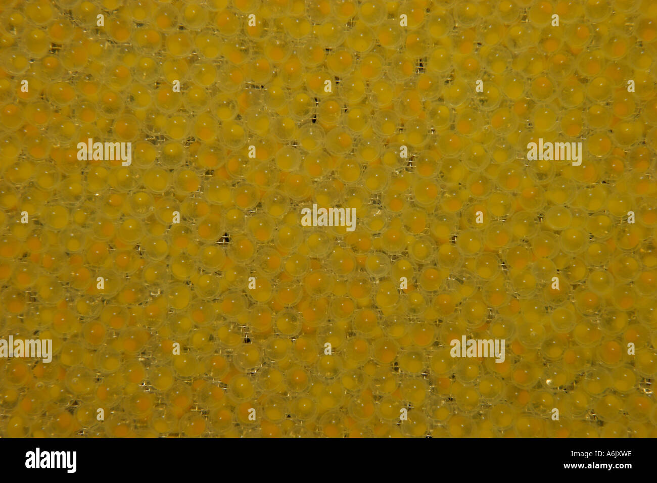 fish eggs of the Common Grayling Stock Photo - Alamy