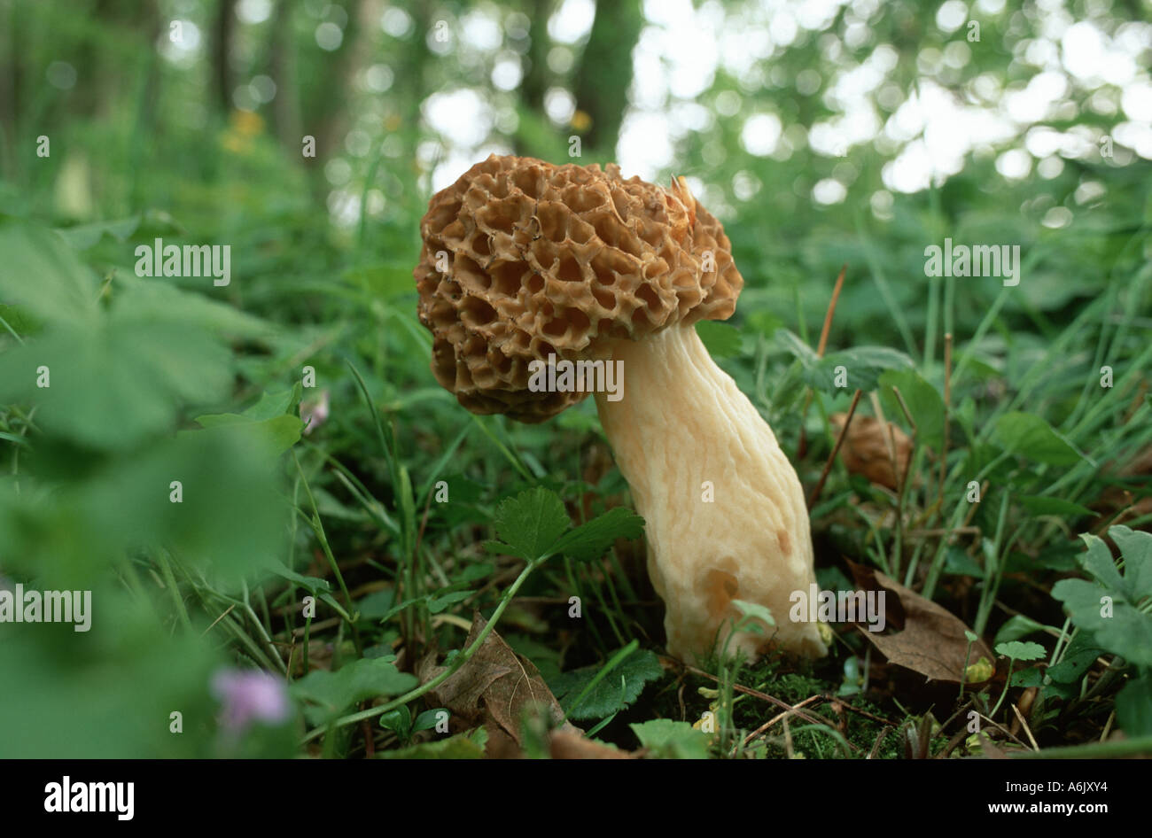 morel (Morchella esculenta), impressing fruit body Stock Photo - Alamy