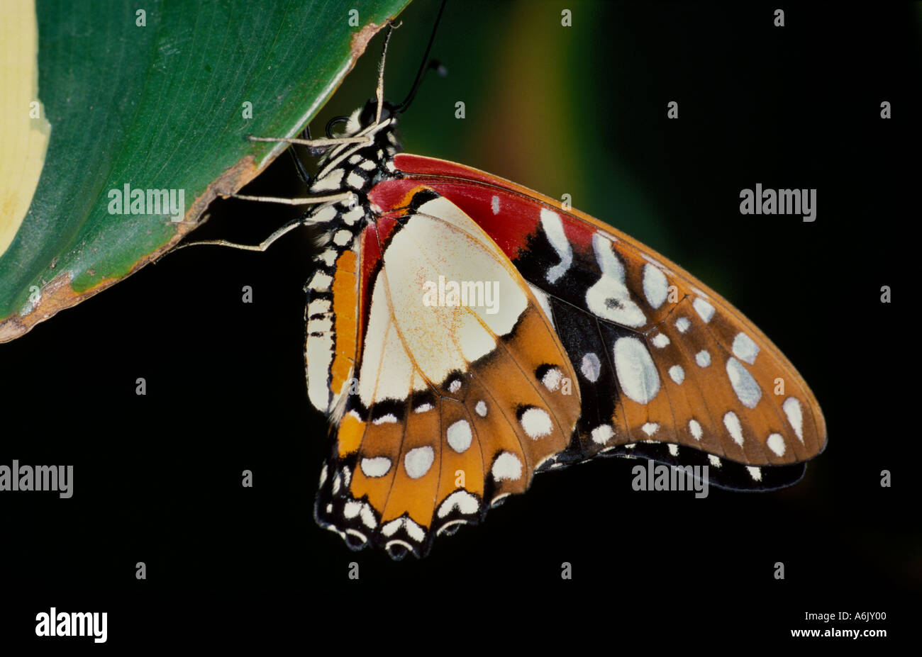Graphium pylades Butterfly USA Stock Photo - Alamy