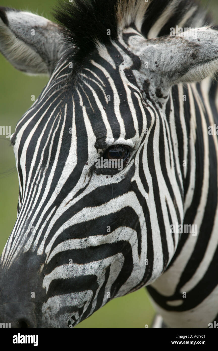 Zebra head closeup - Equus zebra zebra Stock Photo - Alamy