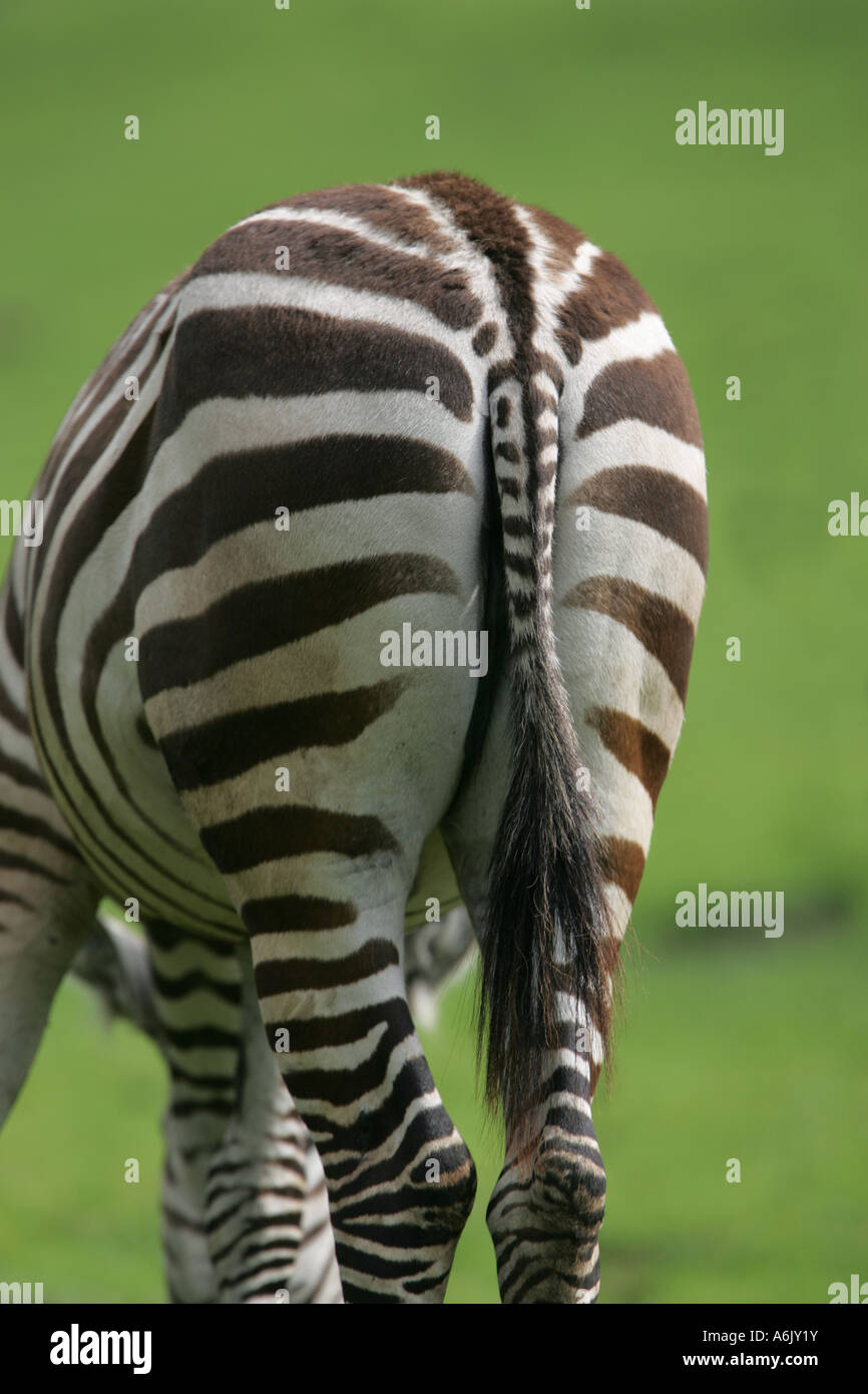 Zebra back side closeup - Equus zebra zebra Stock Photo - Alamy