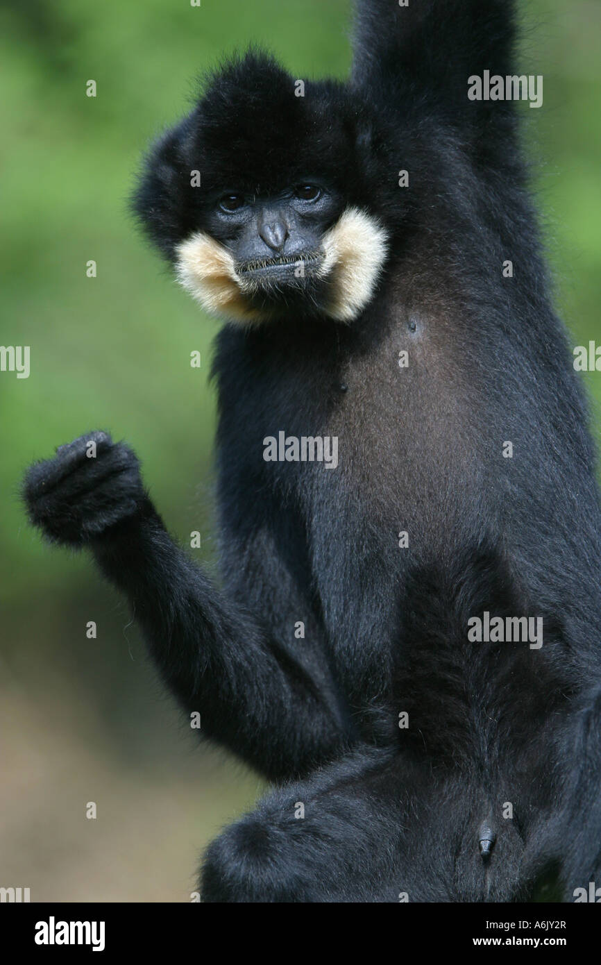 male Gibbon hanging on a tree - Hylobates gabriellae Stock Photo - Alamy