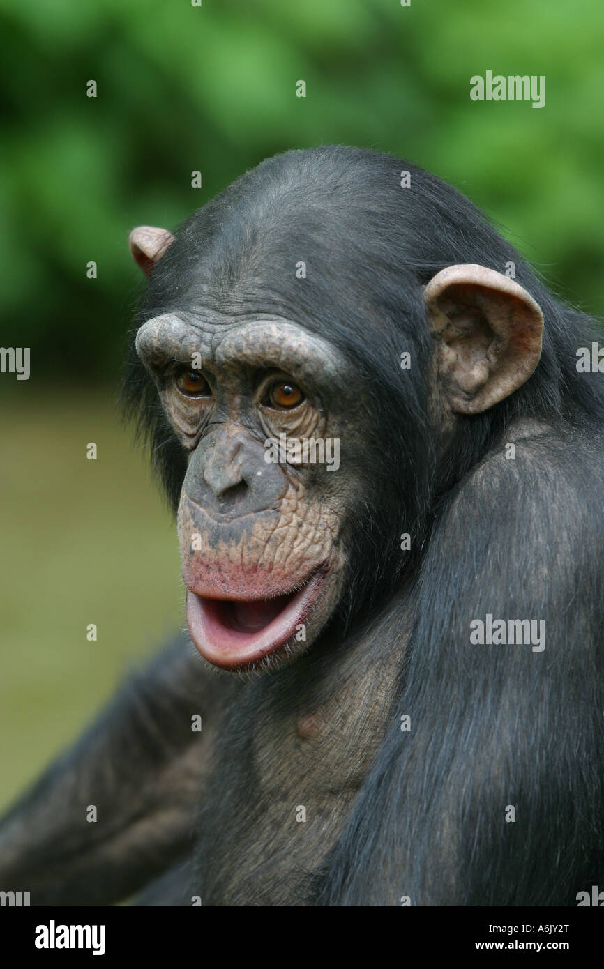 Hominidae chimpanzee hi-res stock photography and images - Alamy