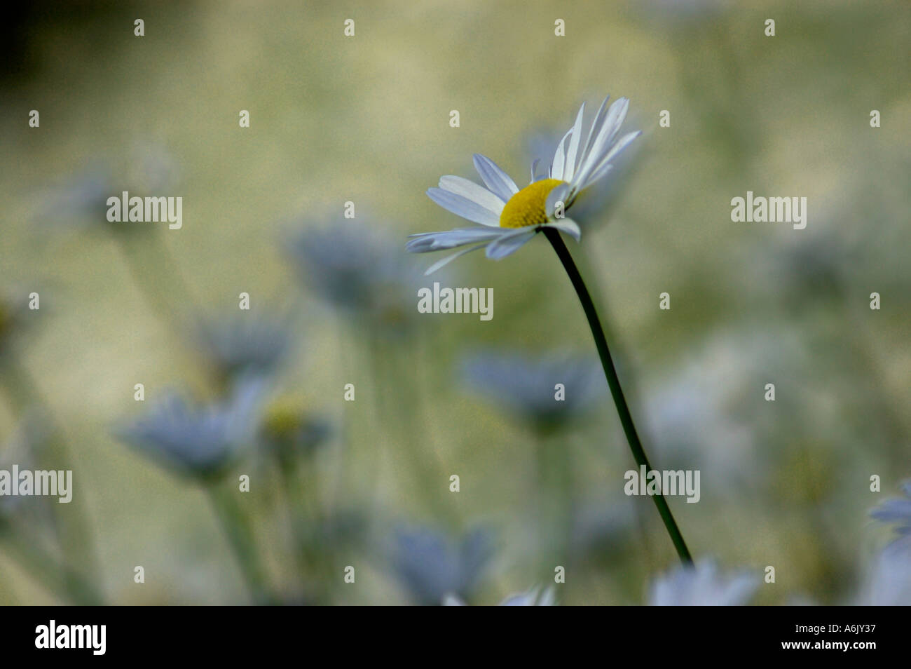 flower fields Alaska Stock Photo - Alamy