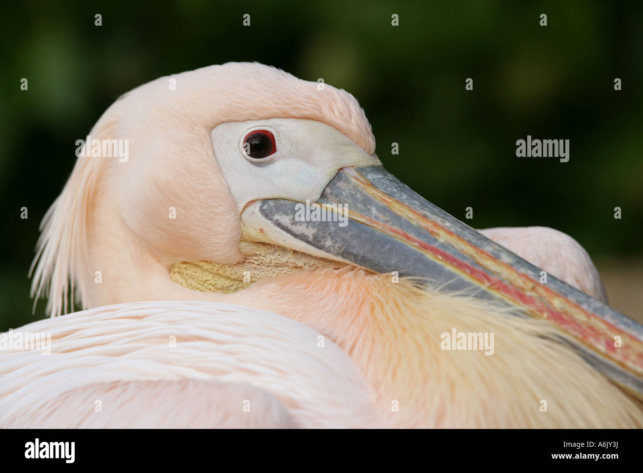 Pelican head closeup Stock Photo - Alamy