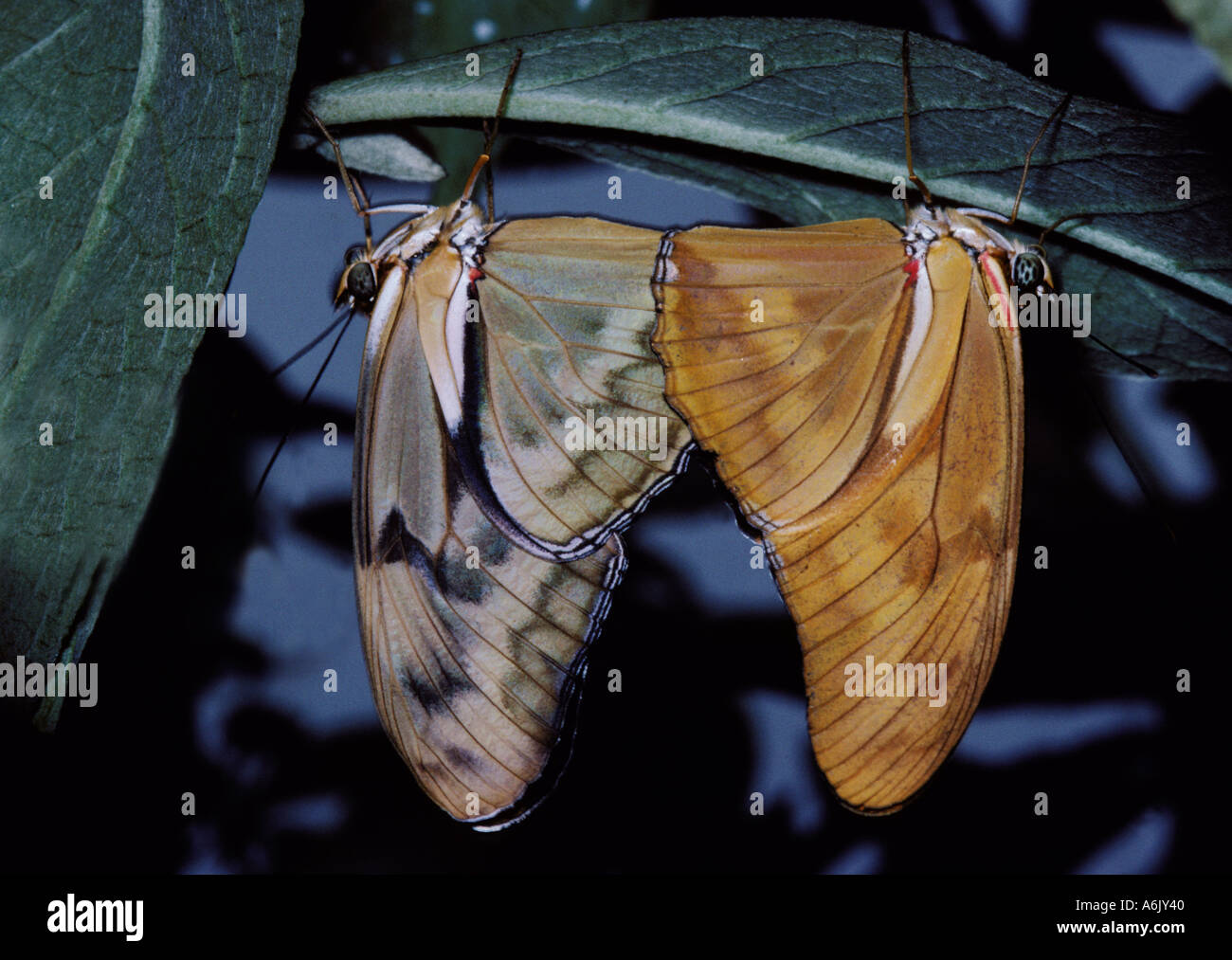 Dryas Julia Butterfly Pair mating hanging under leaf USA Stock Photo ...
