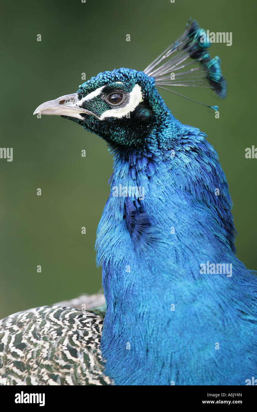 Peacock head closeup - Pavo cristatus Stock Photo - Alamy