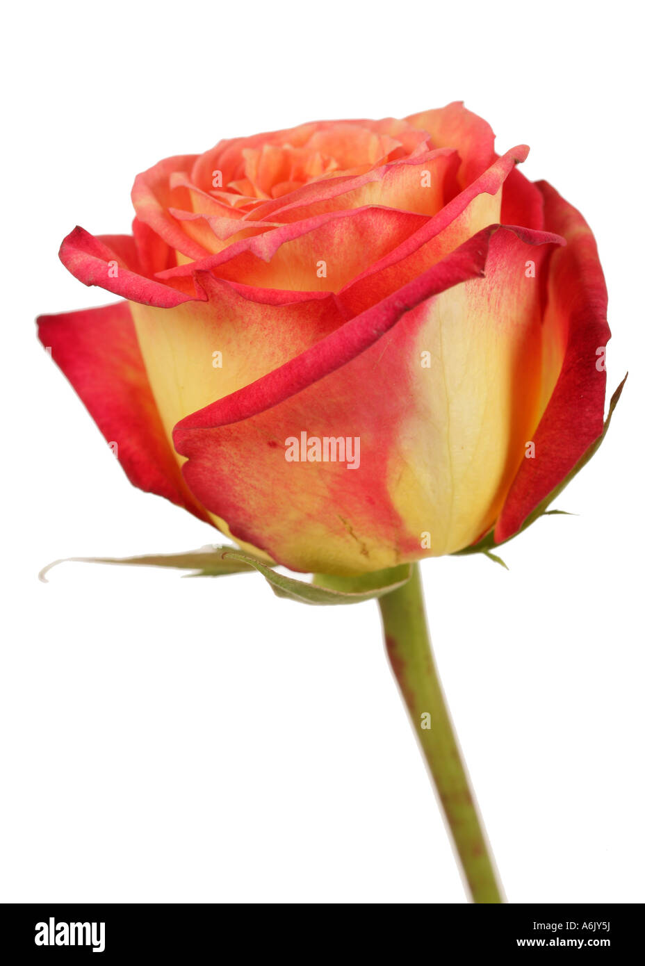 red and yellow rose Stock Photo - Alamy