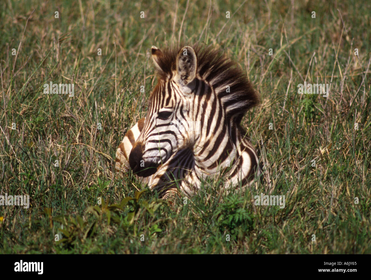 A newborn ZEBRA colt Equis Burchelli lies in the grass NGORONGORO ...