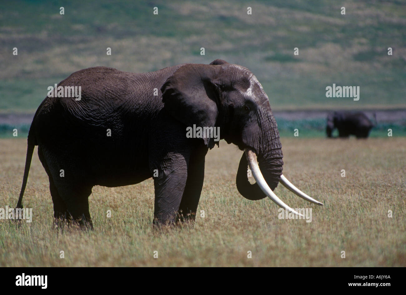 The TUSKS of this magnificent bull ELEPHANT Loxodonta Africana weigh ...
