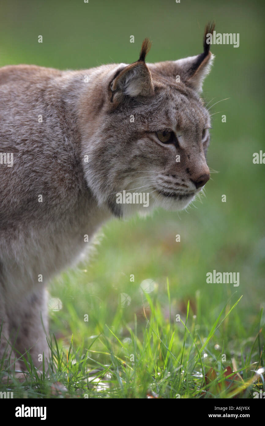 European Lynx - Lynx lynx Stock Photo - Alamy