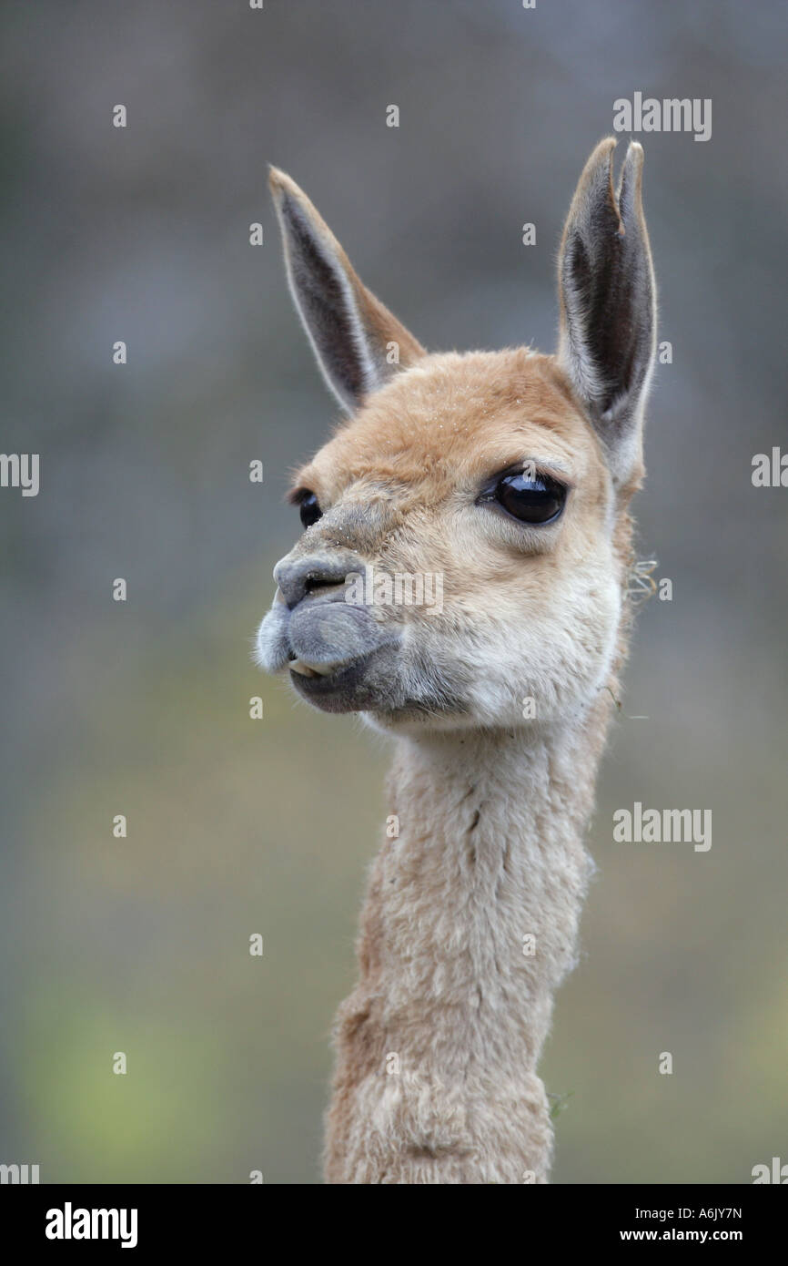 Vicuna animal hi-res stock photography and images - Alamy