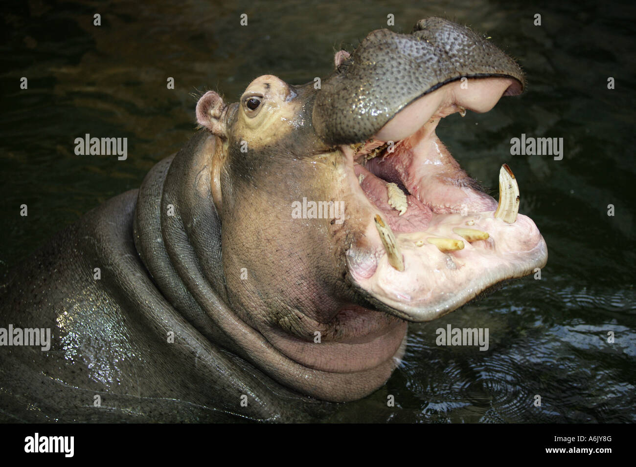Hippo showing its teeth - Hippopotamus amphibius Stock Photo - Alamy