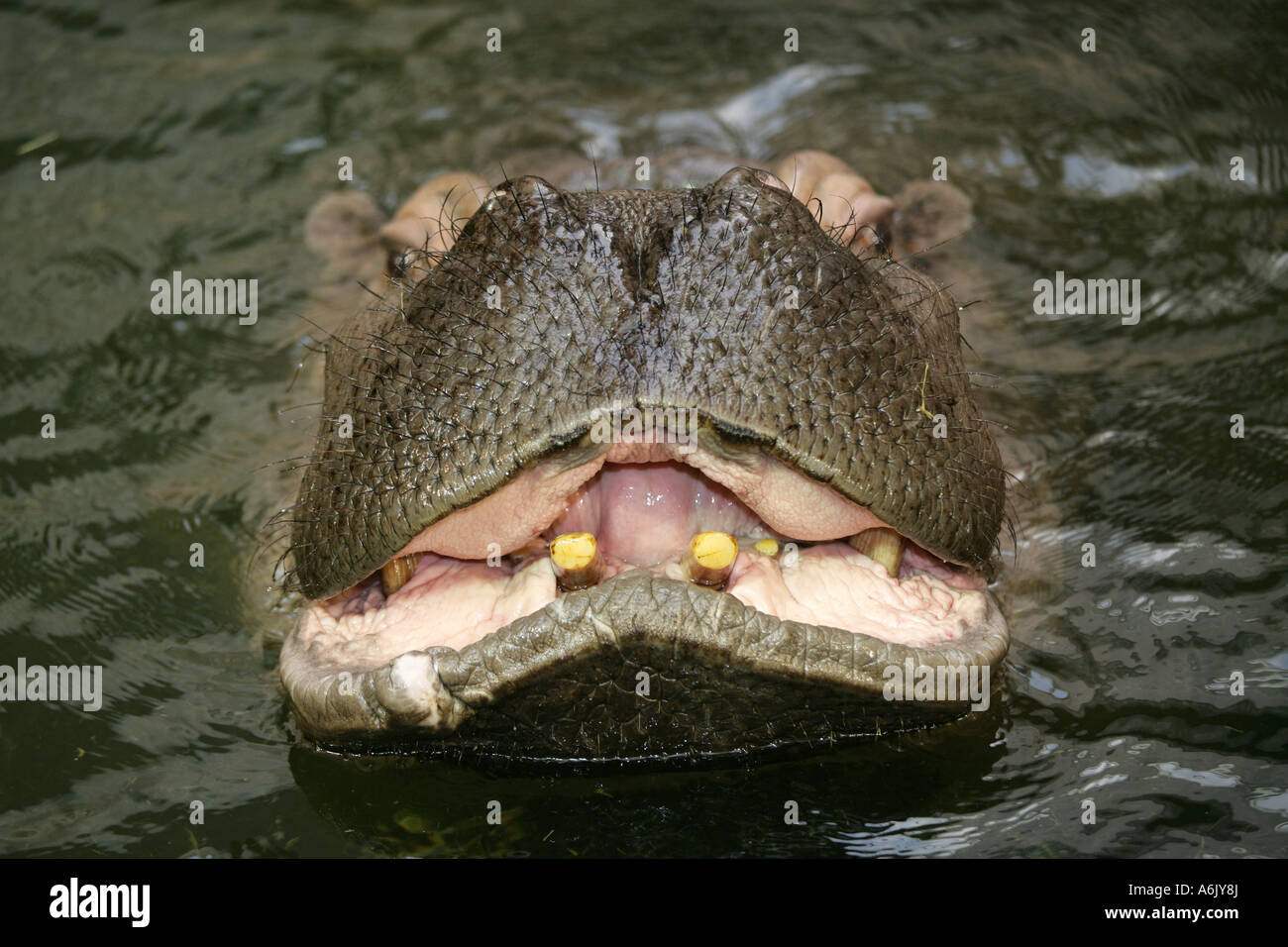 Hippo head closeup - Hippopotamus amphibius Stock Photo - Alamy