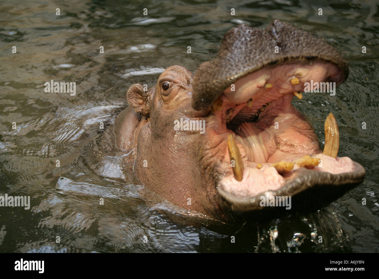 Hippo showing its teeth - Hippopotamus amphibius Stock Photo - Alamy