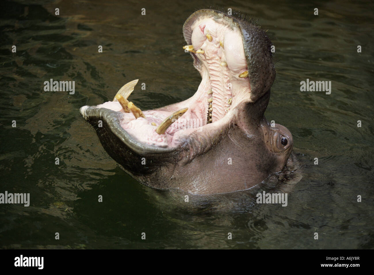 Hippo showing its teeth - Hippopotamus amphibius Stock Photo - Alamy