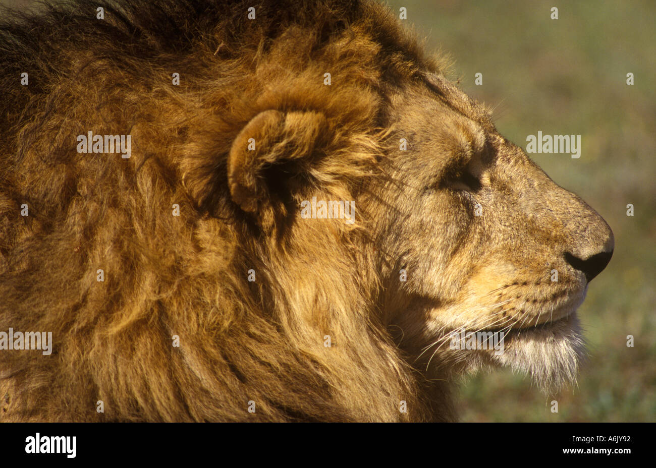 500 pounds hi-res stock photography and images - Alamy
