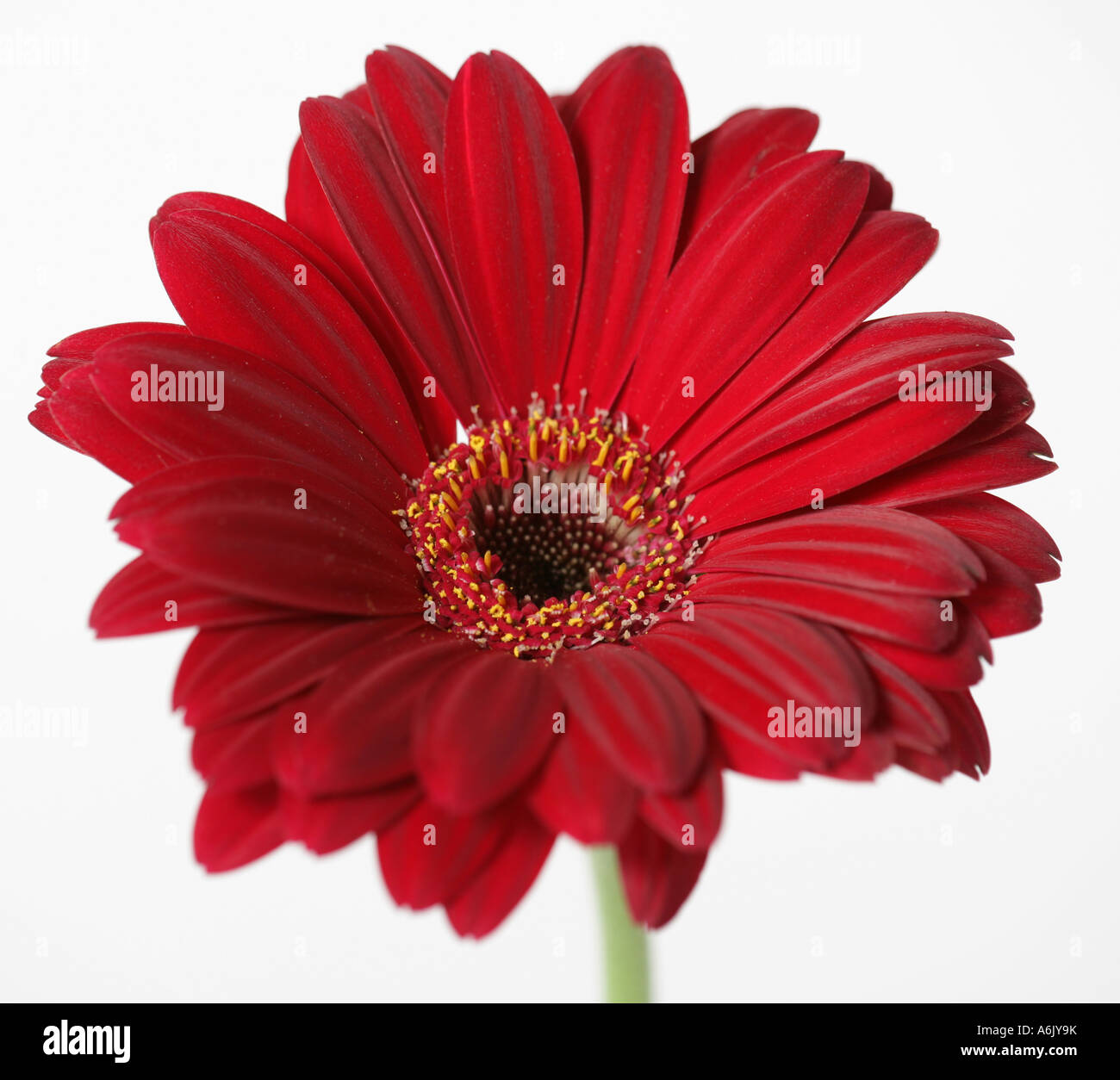 Gerbera daisy detail Cut Out Stock Images & Pictures - Alamy