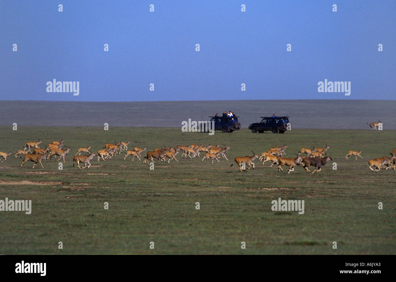 A herd of ELAND Tragaelaphus Oryx Africas largest antelope race across ...