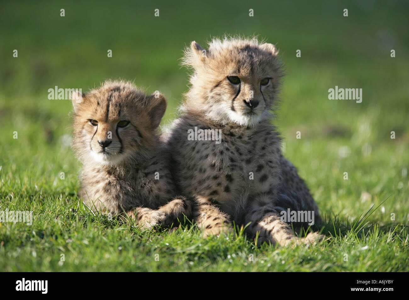 two young cheetah - Acinonyx jubatus Stock Photo - Alamy
