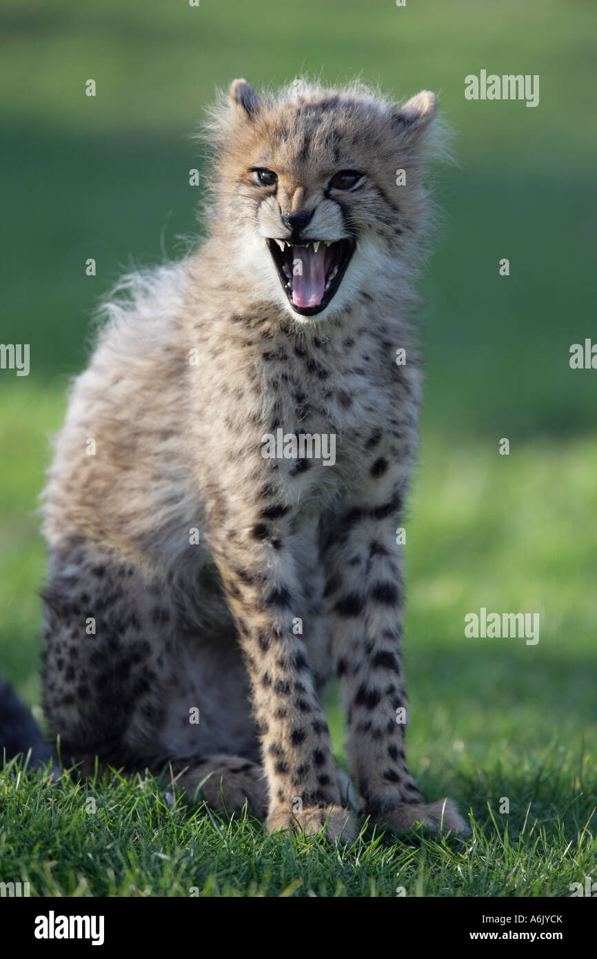 Baby cheetah mouth hi-res stock photography and images - Alamy