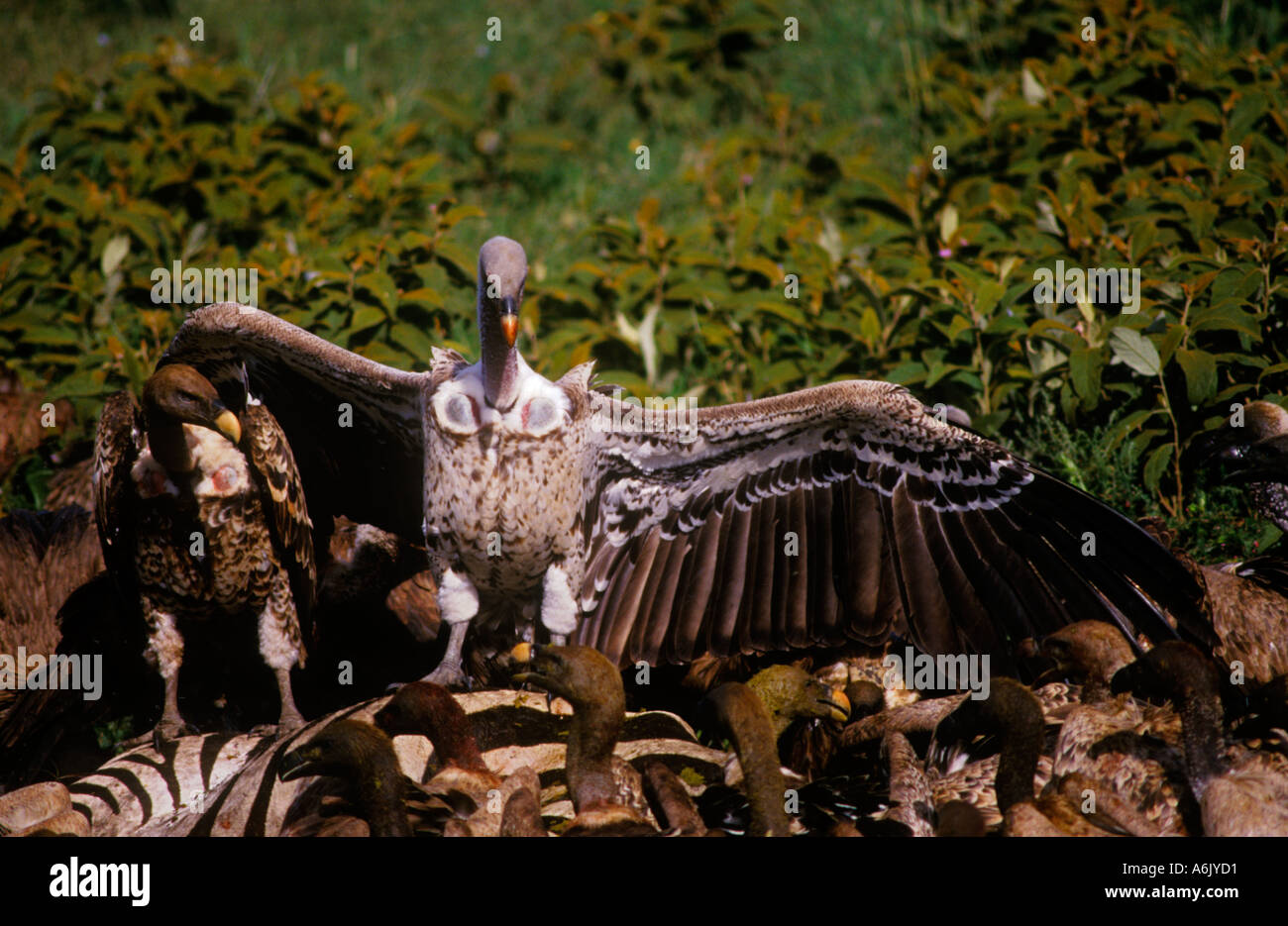 Vulture flying over a dead animal hi-res stock photography and images ...