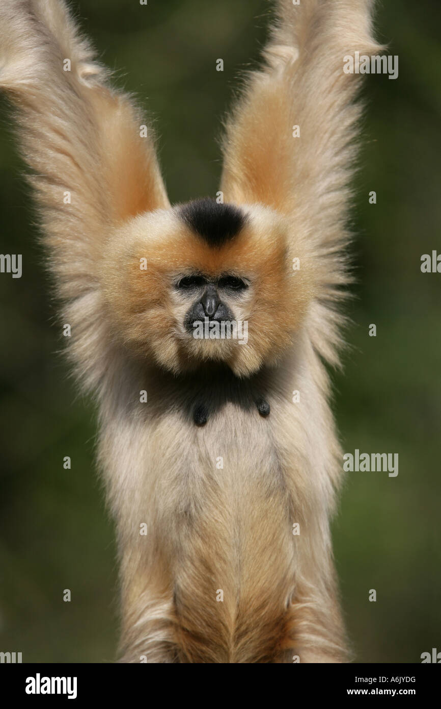 female Gibbon hanging on a tree - Hylobates gabriellae Stock Photo - Alamy