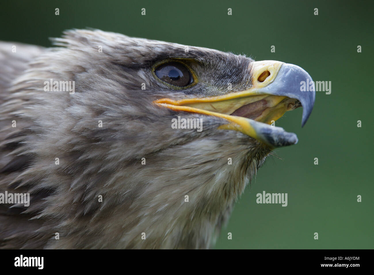 Steppe eagle - Aquila nipalensis Stock Photo - Alamy