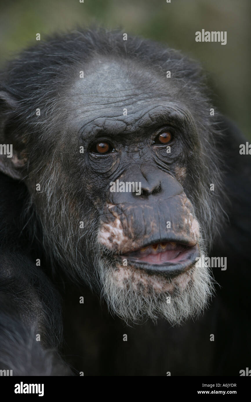old Chimpanzee portrait Stock Photo - Alamy