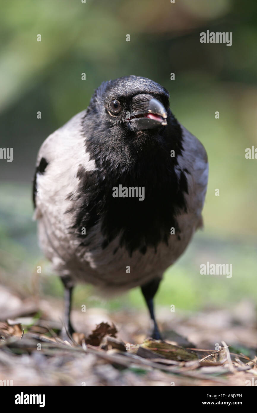 Western Jackdaw - Corvus monedula Stock Photo - Alamy